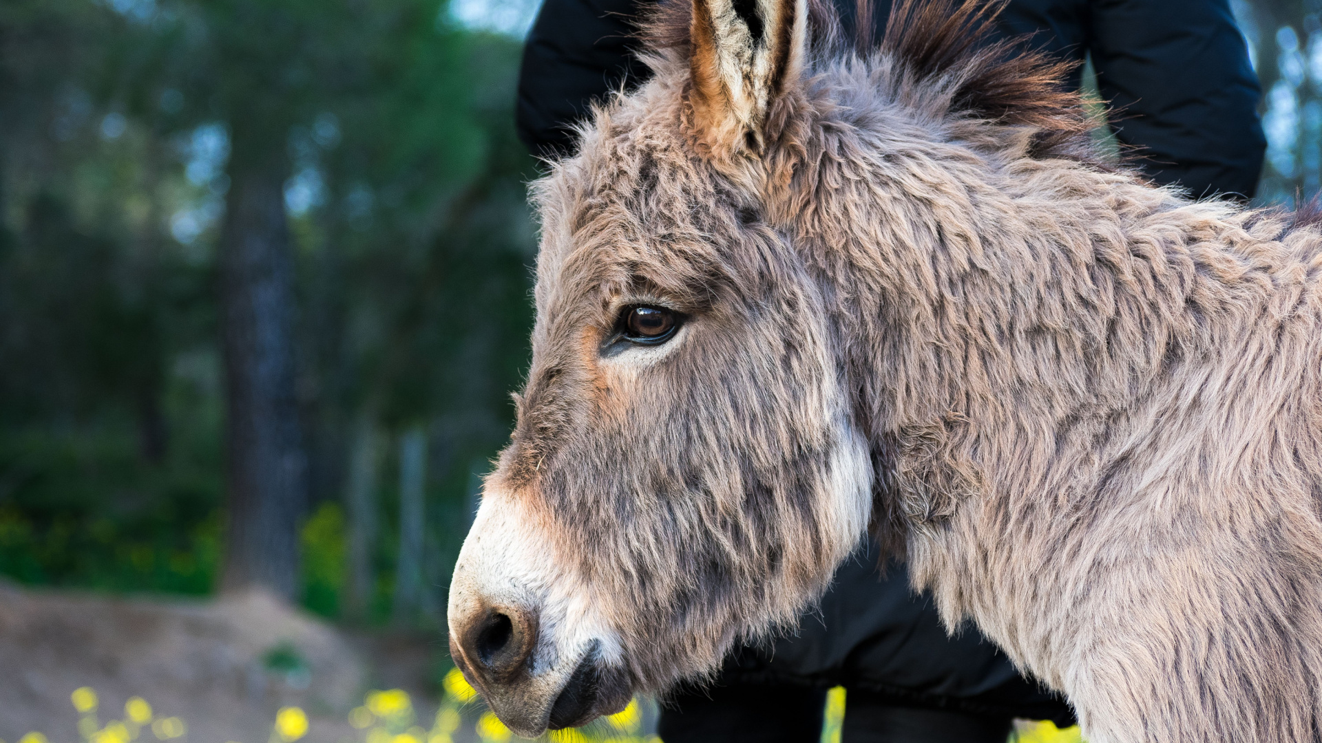 Why Donkeys Might Be The Most Misunderstood Animals