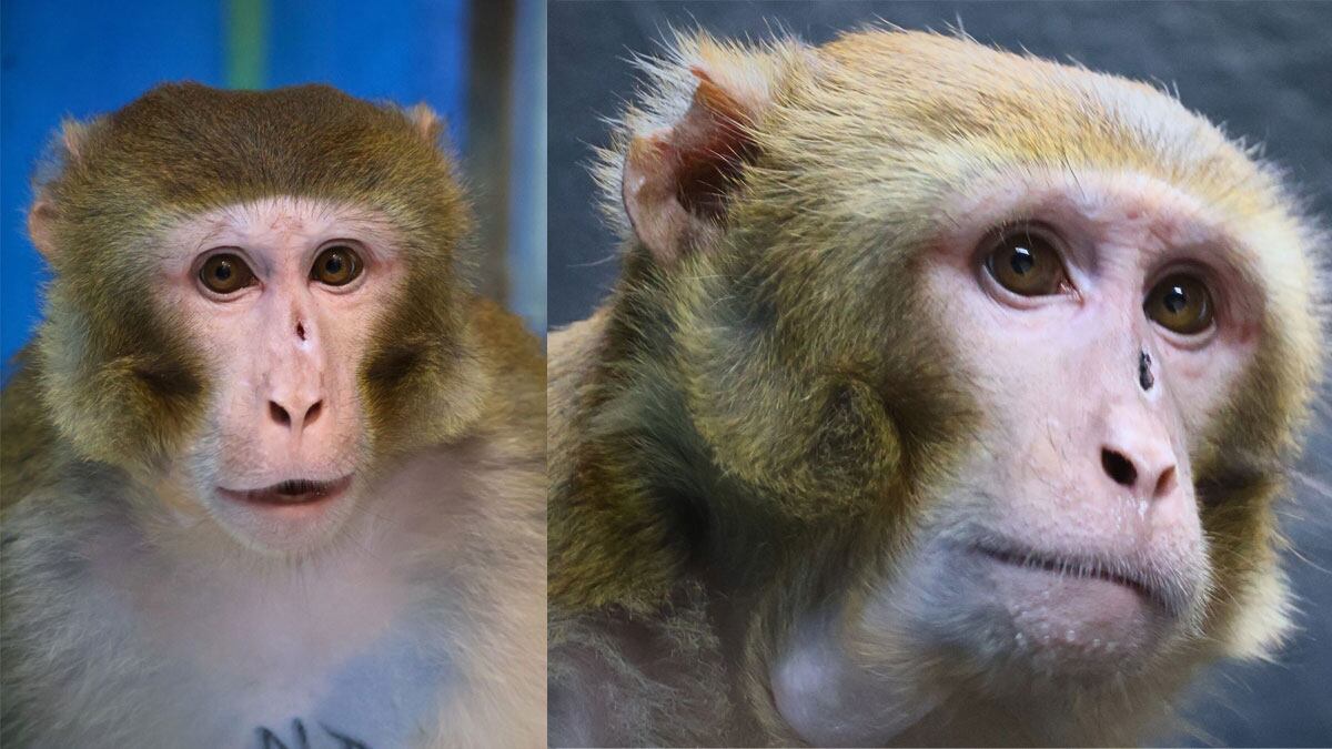 Monkey who survived Miss. truck crash now living at animal refuge