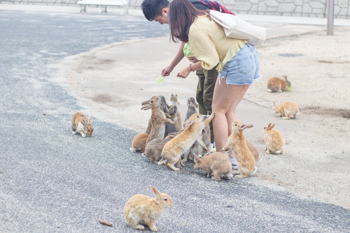 Japan's "Rabbit Island" used to be a secret poison gas factory, now it ...