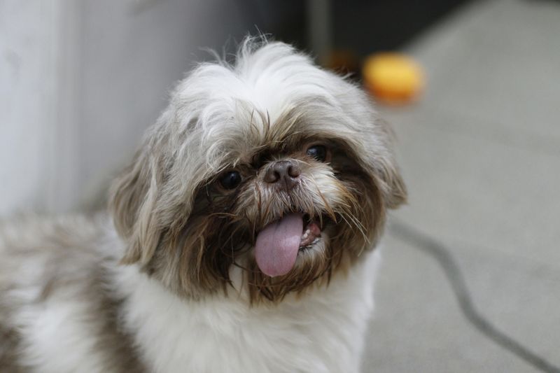 8 dog breeds that seem calm but aren’t and 6 that stay chill no matter what