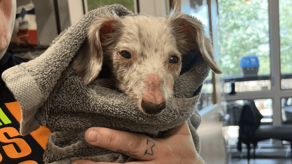 Senior dog Snoots finds new home after recovery at Austin Pets Alive!