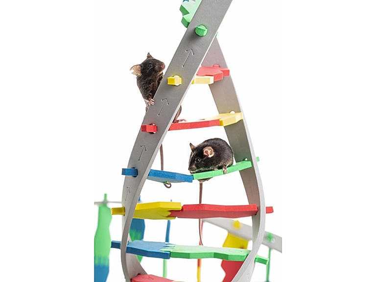 Molecular switch links early-life stimulation to lasting memory changes