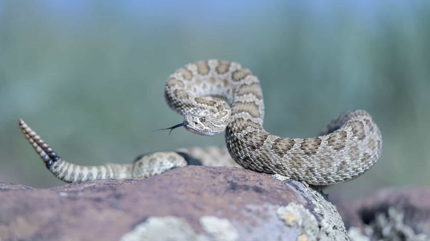 These differences between two venomous US snakes may save your life