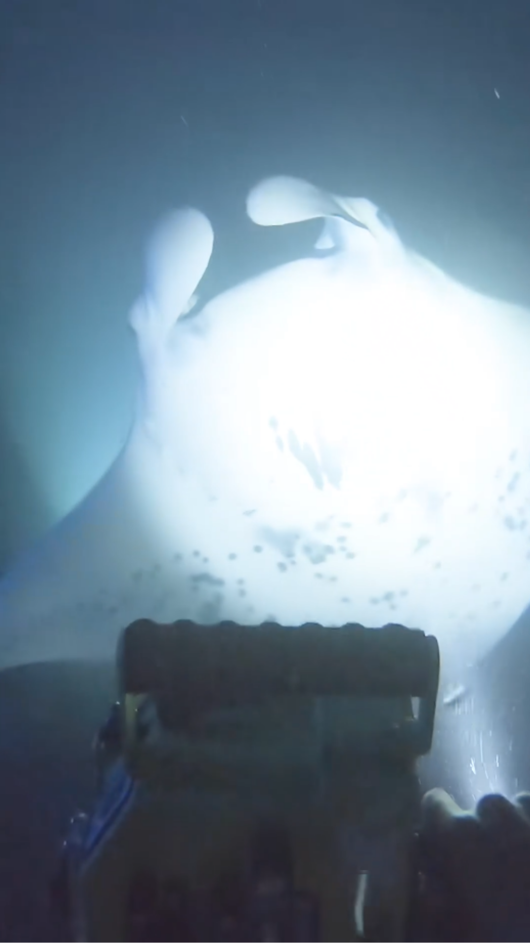Night dive surprise — we came face-to-face with a manta ray