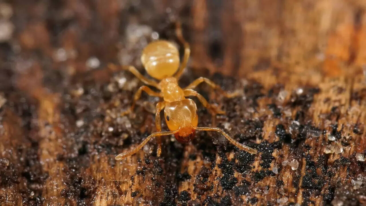 How intruder ant queens use a chemical trick to trigger workers into ...