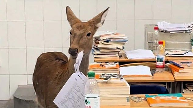I swear, a DEER ate my homework! Moment fawn walks into classroom in ...