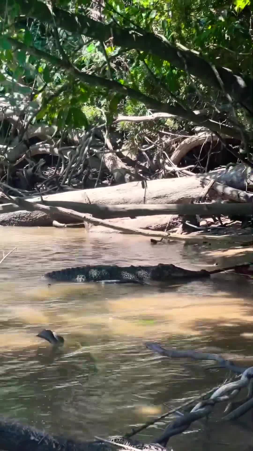 Would you do a croc cruise in the Daintree? Might make a new friend! # ...
