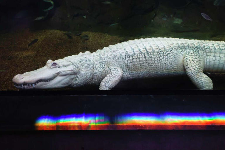 Claude the alligator's cause of death revealed: 'There was nothing we ...