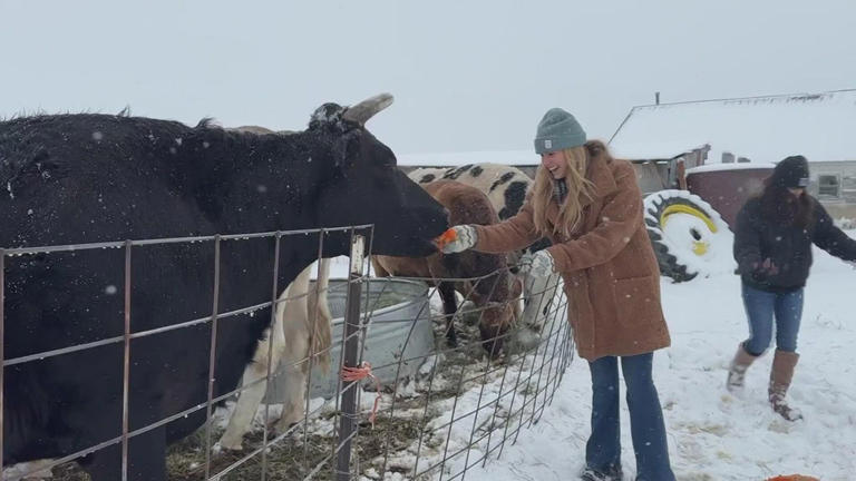 Colorado cow sanctuary robbed of $20k in equipment, sheriff's office ...