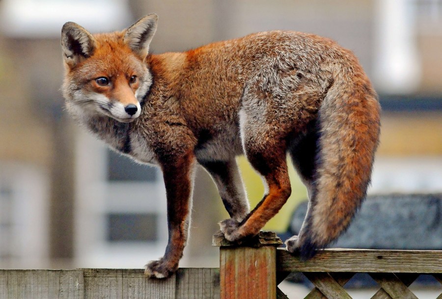 Fox bites NJ resident, police say