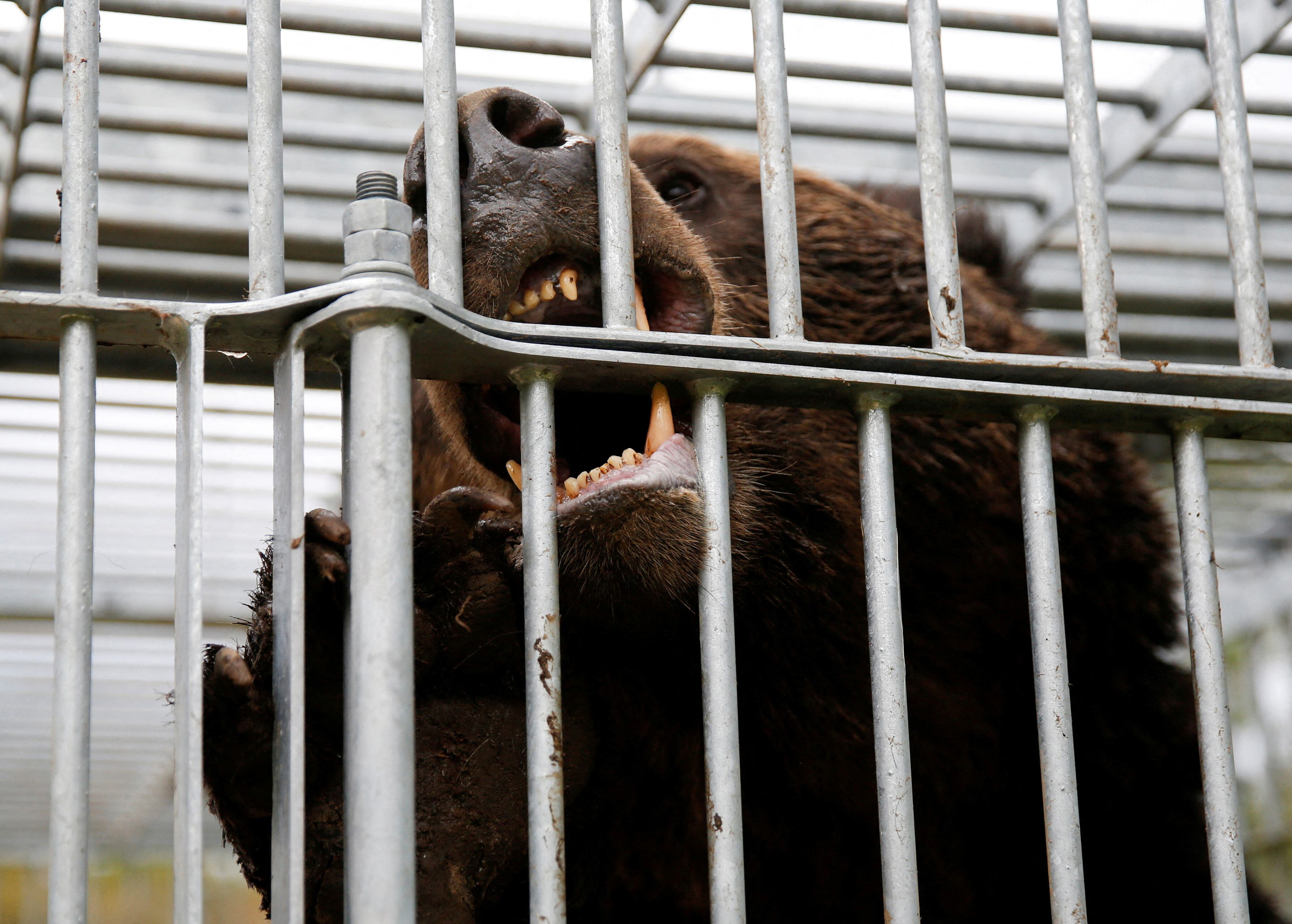 Japan records highest bear attack casualties in history