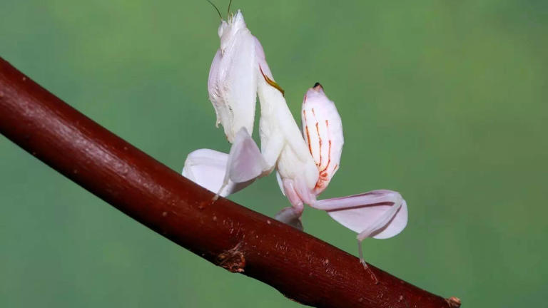 6 insects that look exactly like flowers and twigs at first glance