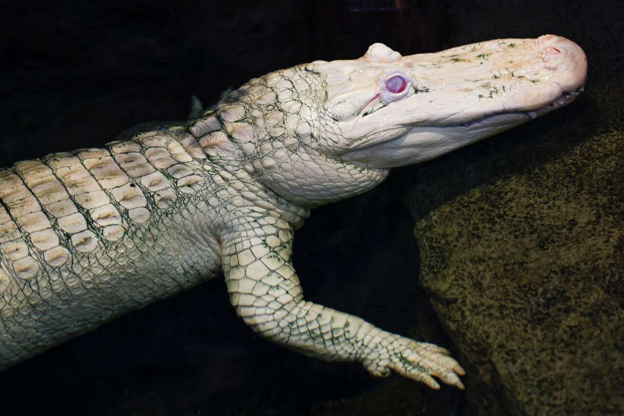 Claude the alligator's cause of death revealed: 'There was nothing we ...