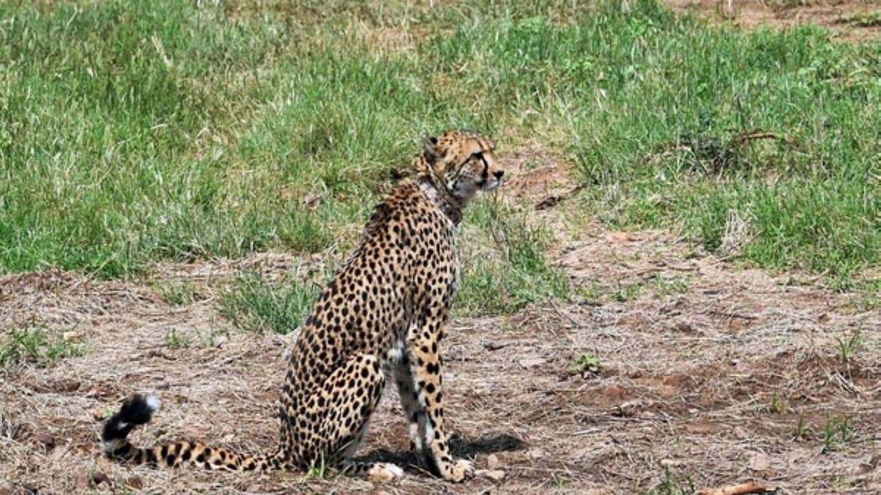 MP CM to release cheetah Veera and cubs into Kuno wild on Cheetah Day