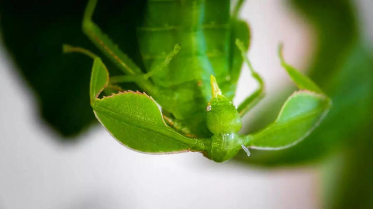 6 insects that look exactly like flowers and twigs at first glance