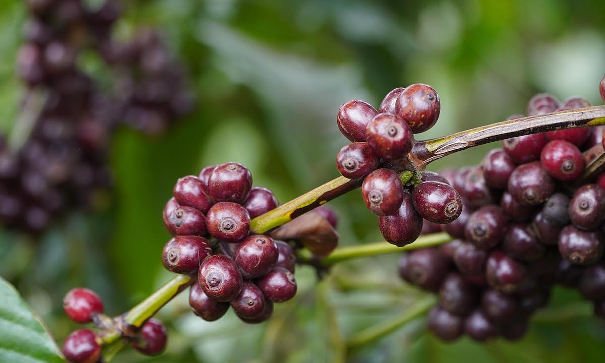 Vietnam agricultural exports rise by 12.6%