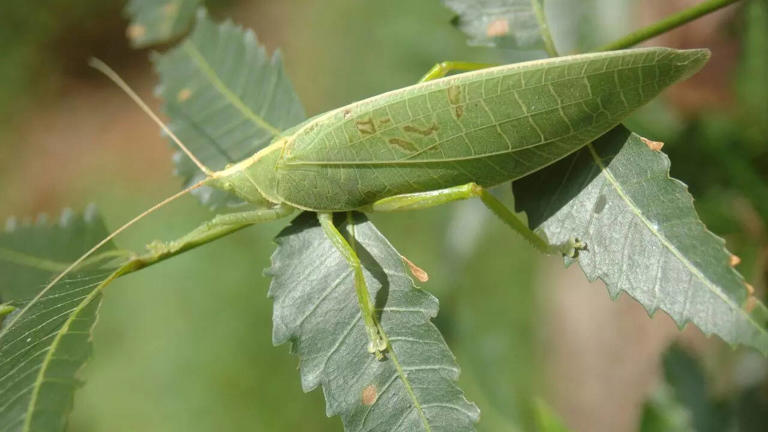 6 insects that look exactly like flowers and twigs at first glance