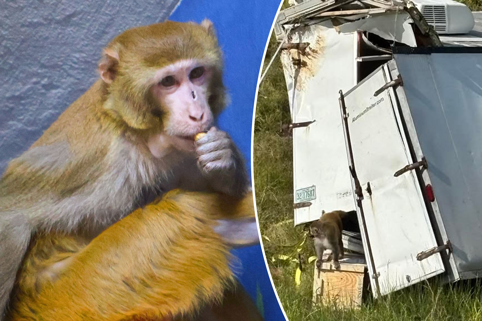 Monkey that previously escaped from Mississippi truck now sheltered in ...