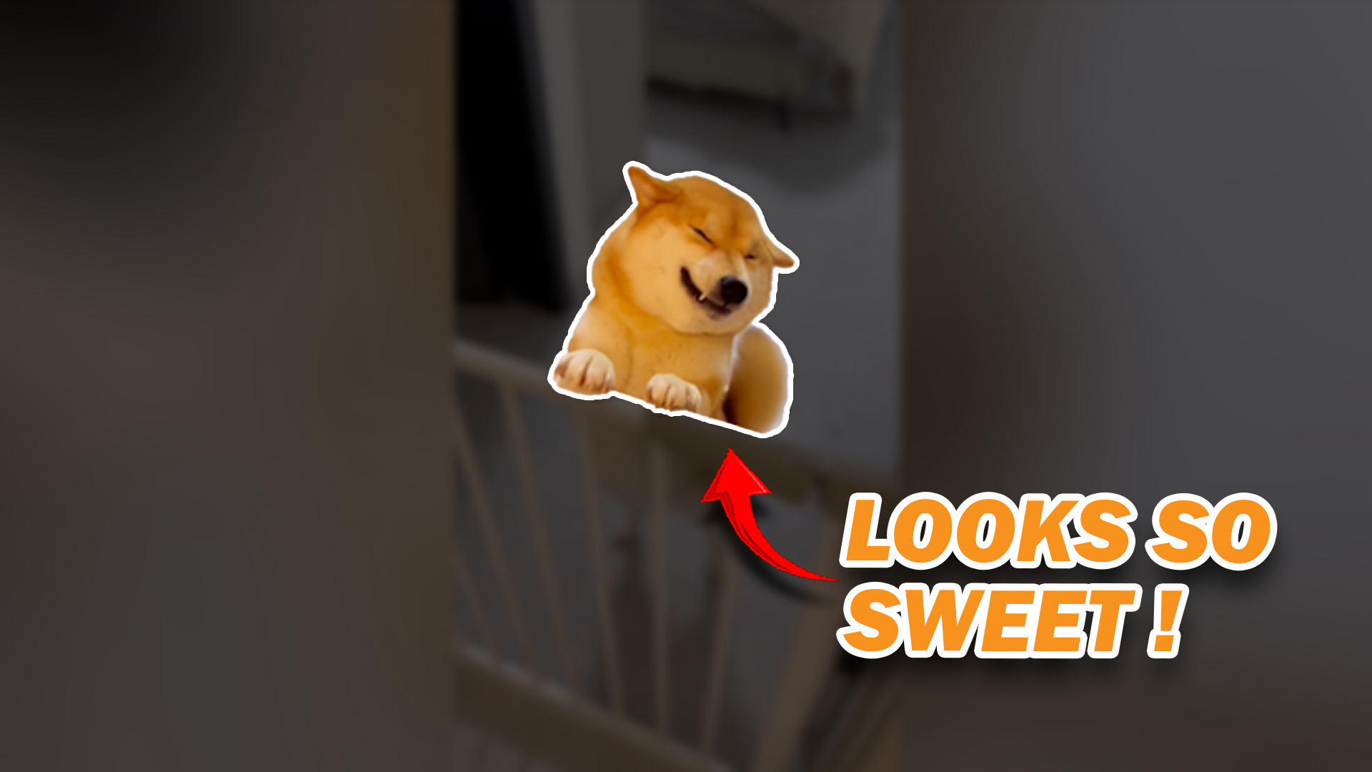 Dog doing funny things