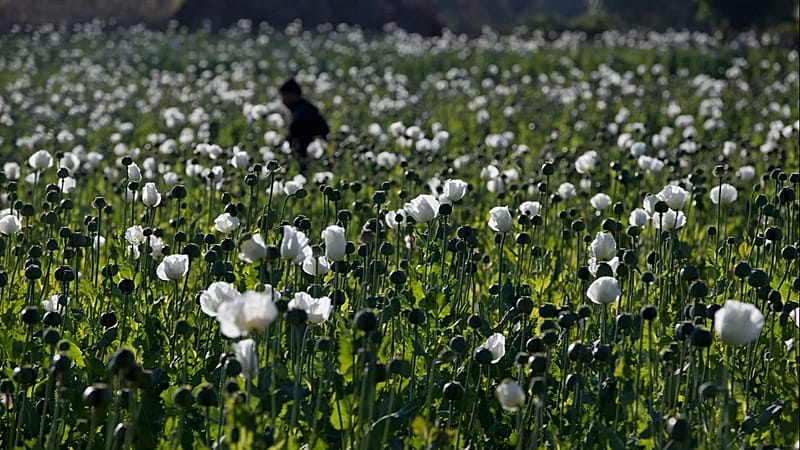Η καλλιέργεια οπιούχου παπαρούνας στη Μιανμάρ αγγίζει το υψηλότερο ...