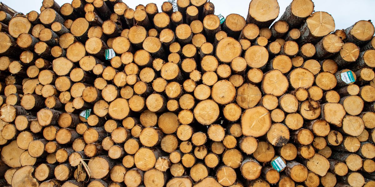 Virkespriserna faller från rekordnivåer – ett trendbrott
