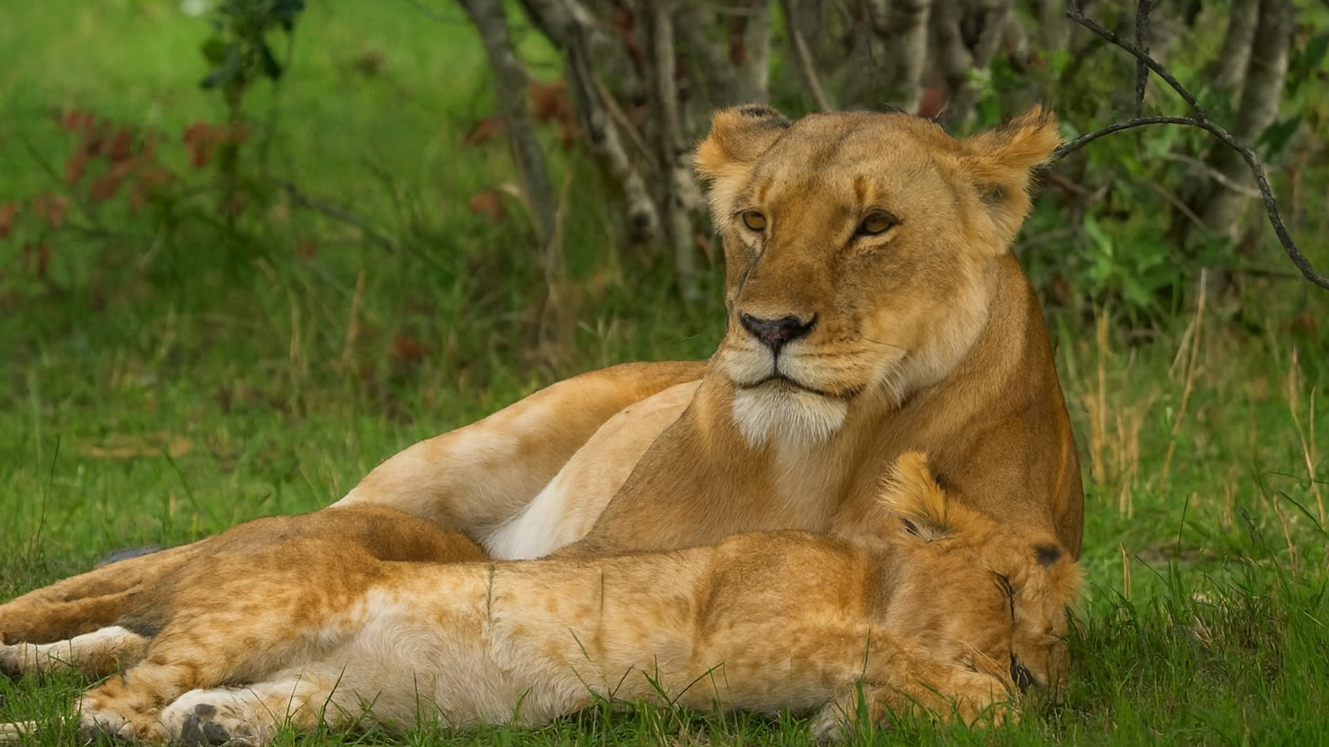 Love and strength in the wild