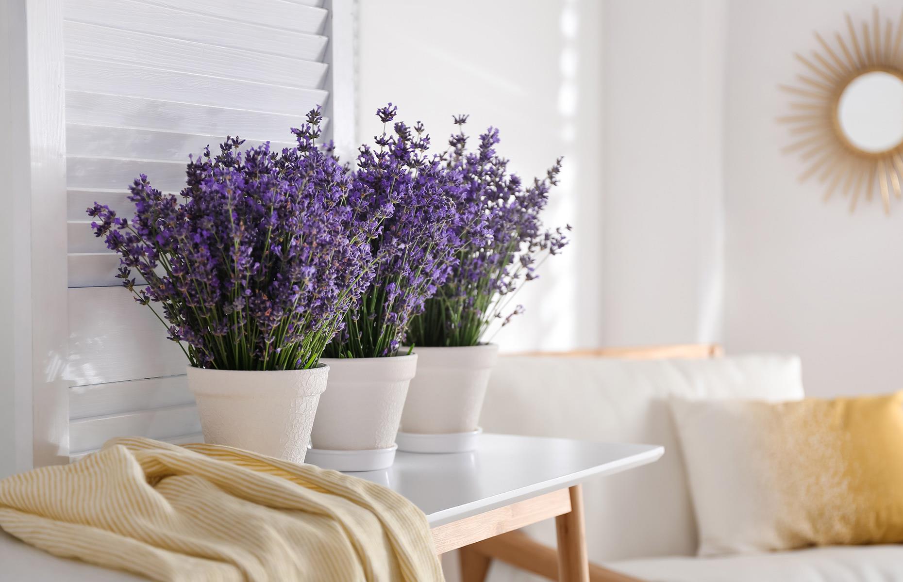Beautiful houseplants for people who lack green fingers