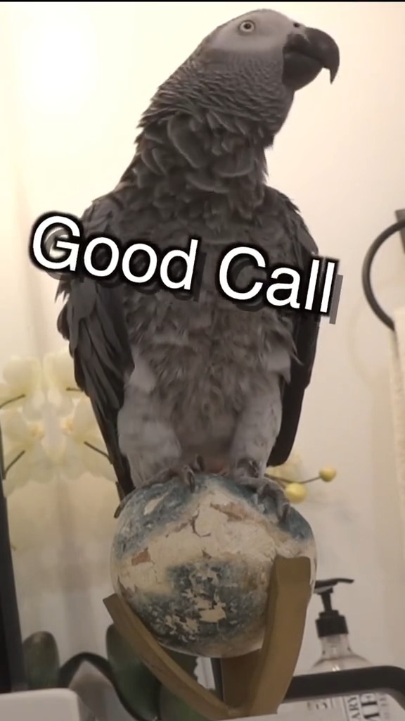 My parrot likes to chat!