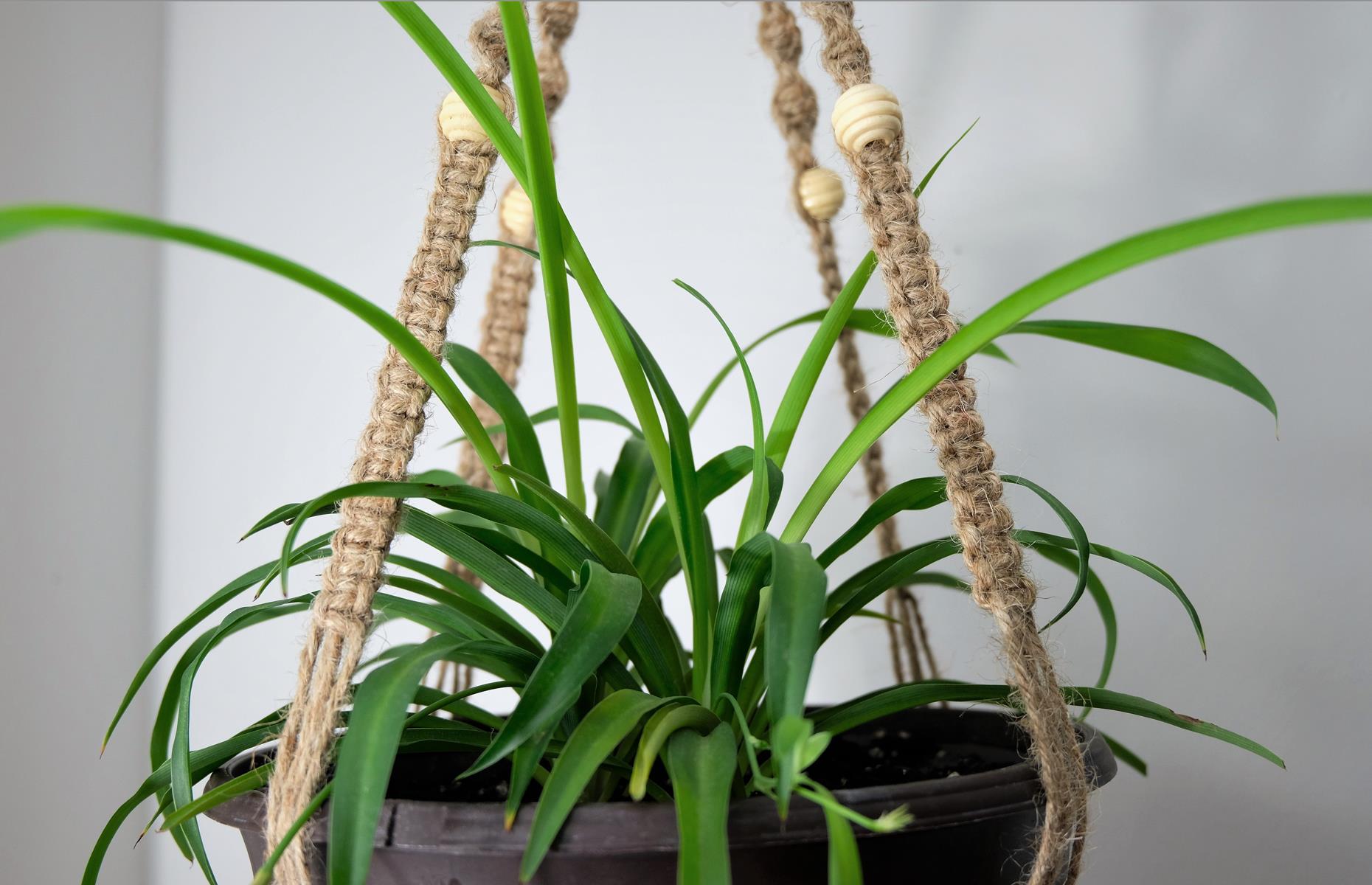 The hardiest houseplants that practically take care of themselves