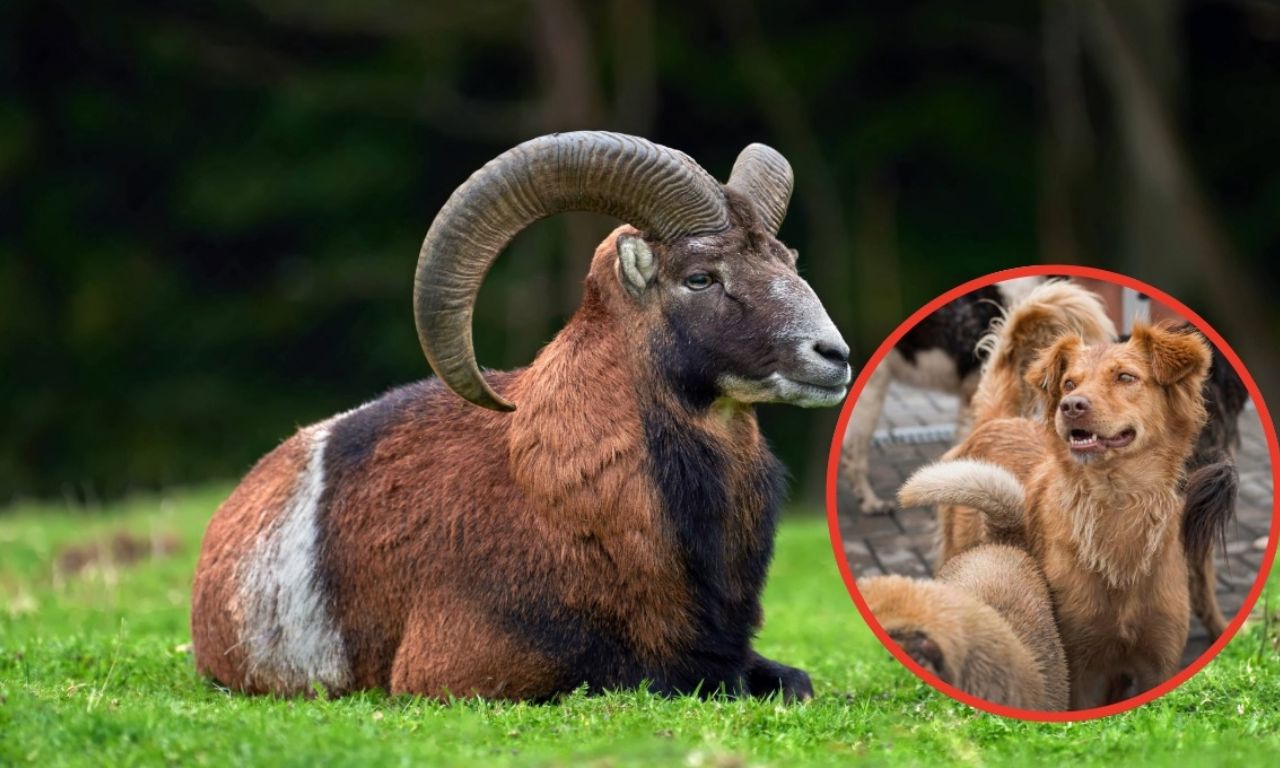 Jauría de perros salvajes asesinó a más de 20 borregos muflones de ...