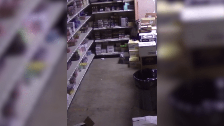 Video: Raccoon drunkenly waddles through Virginia ABC store in Hanover