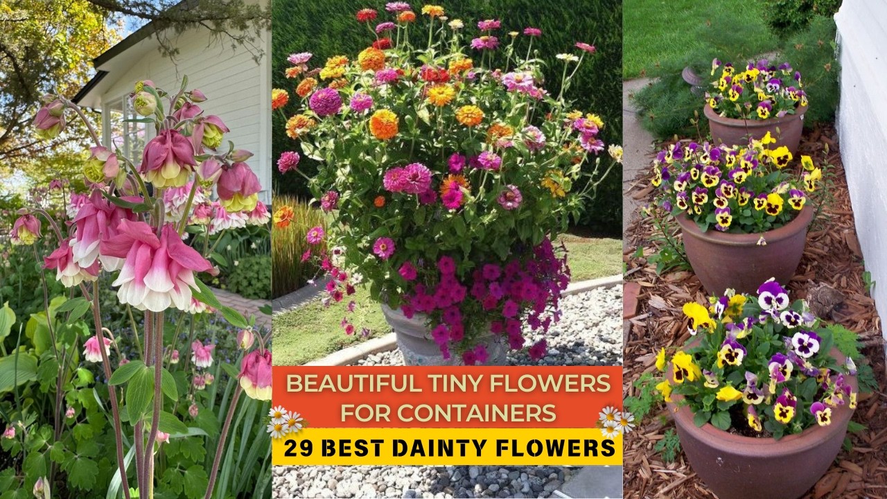 Container gardening made pretty with 29 tiny flowers
