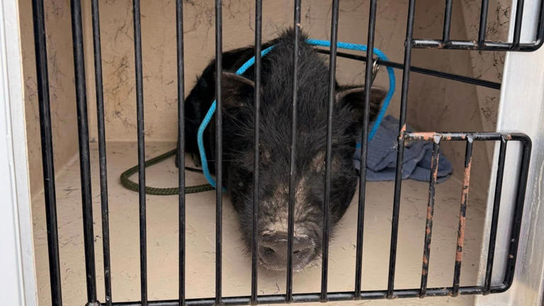 'Chubbs' the runaway pig wrangled safely in downtown Clarksville