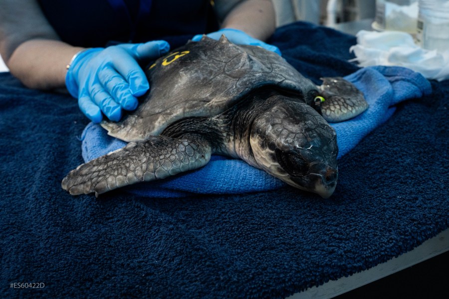 Mystic Aquarium takes in more than a dozen cold-stunned sea turtles