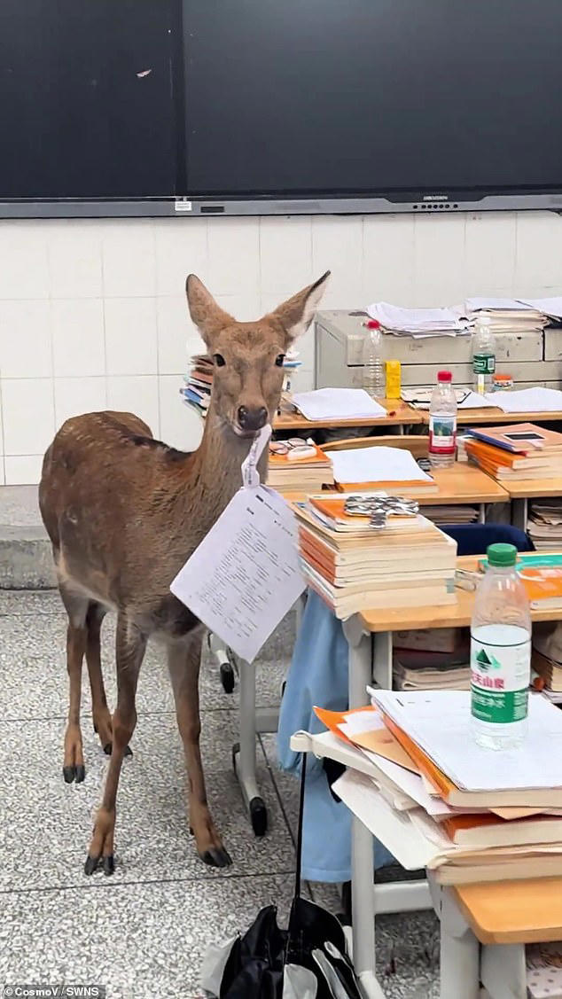 I swear, a DEER ate my homework! Moment fawn walks into classroom in ...