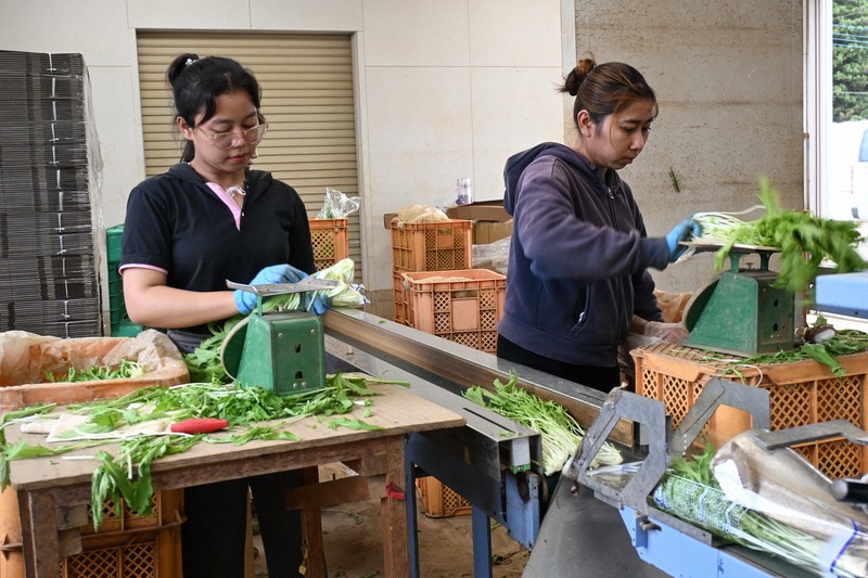 News in easy English: Japan's farms rely on foreign workers, some ...