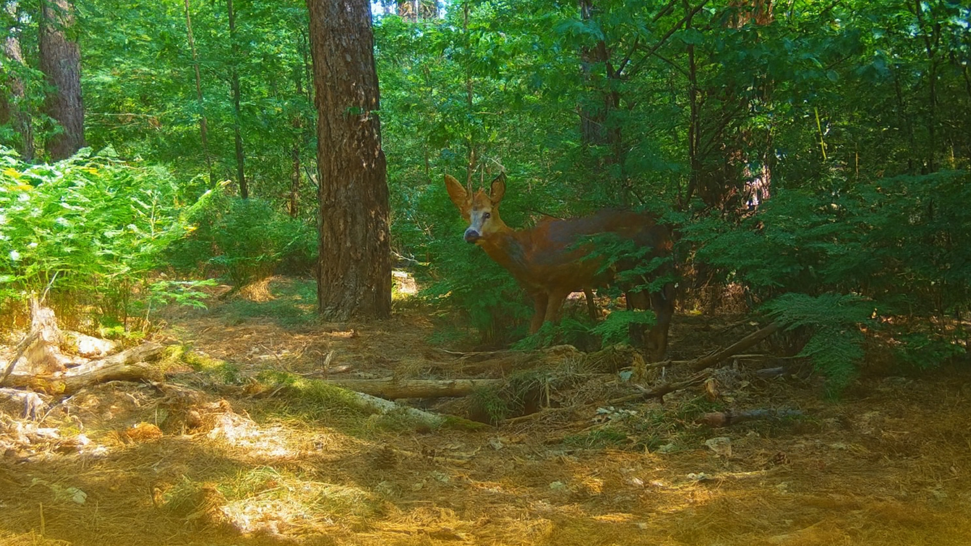 Wildlife caught on hidden forest camera