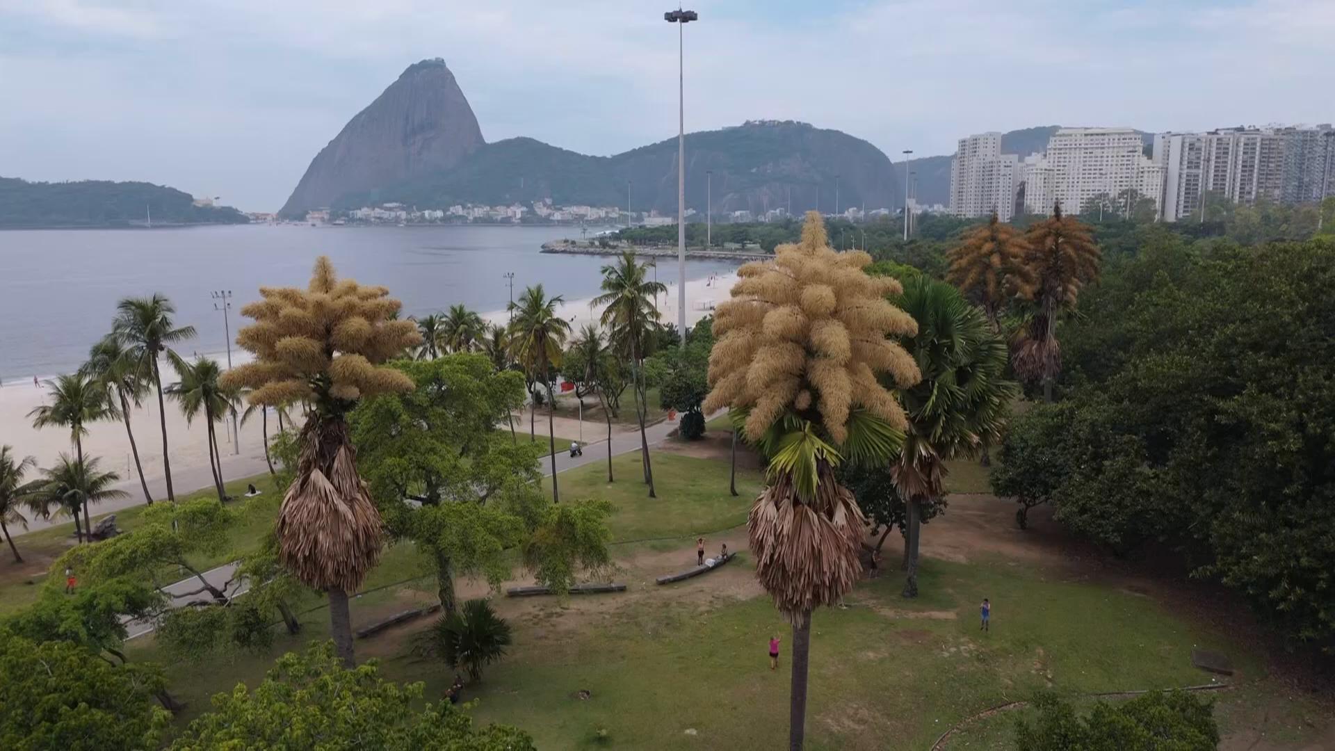 Decades-old palm trees in Rio de Janeiro flower for the first — and ...