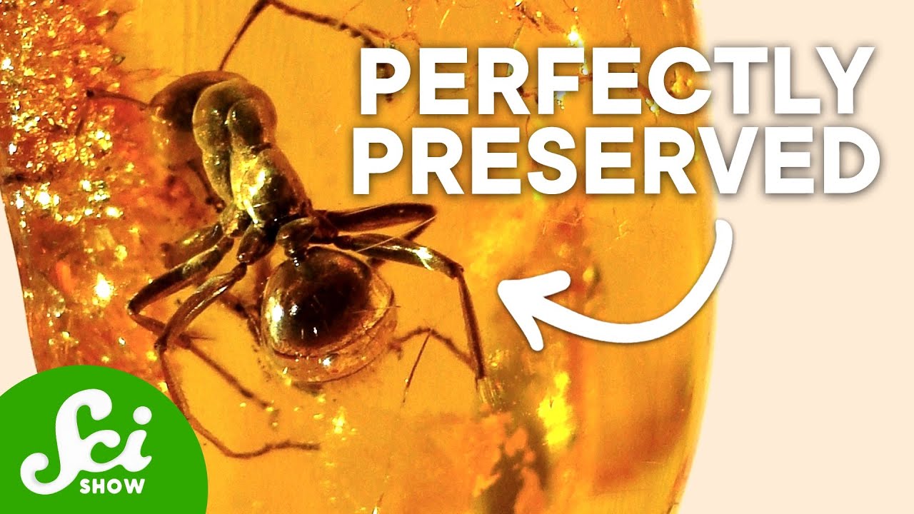 The most amazing discoveries found in amber