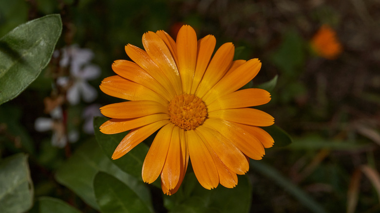 Gardener shares before-and-after photos of garden transformation: This ...