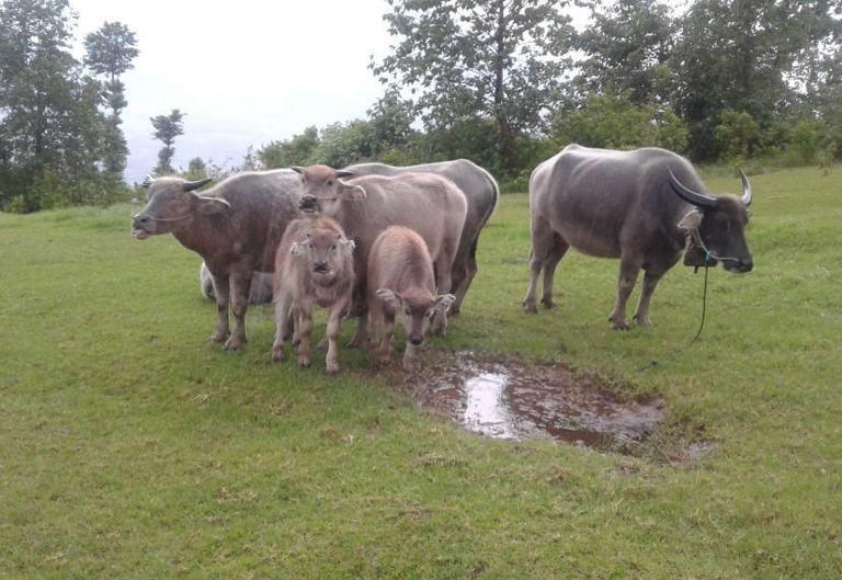 Info wisata Buffalo Hill, Garut: Rute, biaya, pendakian, dan tips