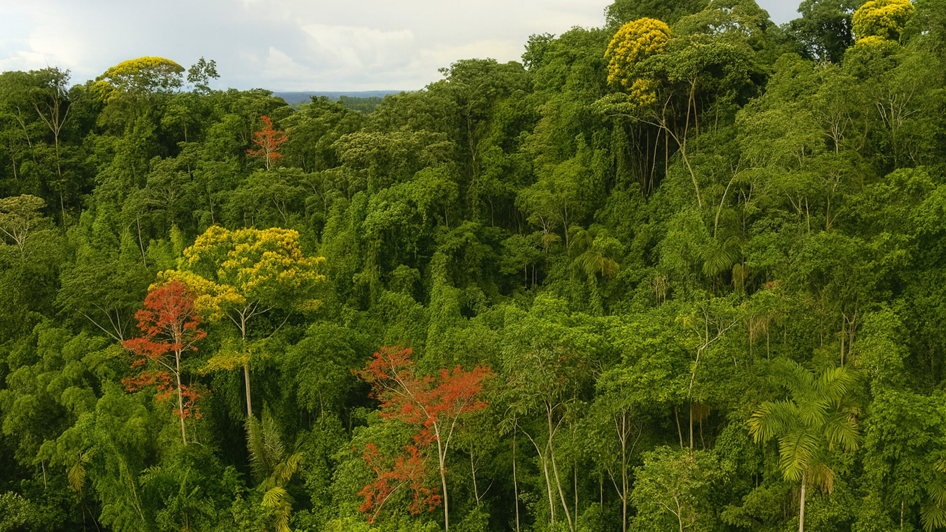 Is this the lungs of our planet?