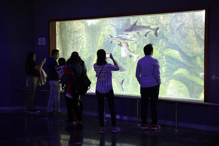 Deniz dünyası soruları