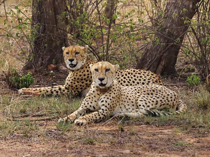 PM Modi urges visitors to explore India’s majestic cheetahs on ...