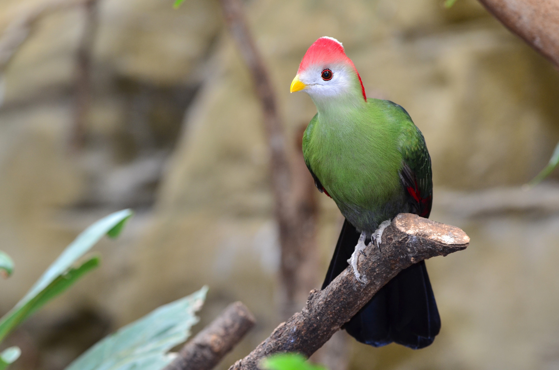 National birds from around the world