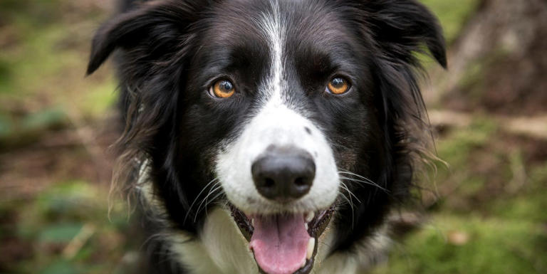 Is your dog a genius? Scientists now point to these 3 telling traits