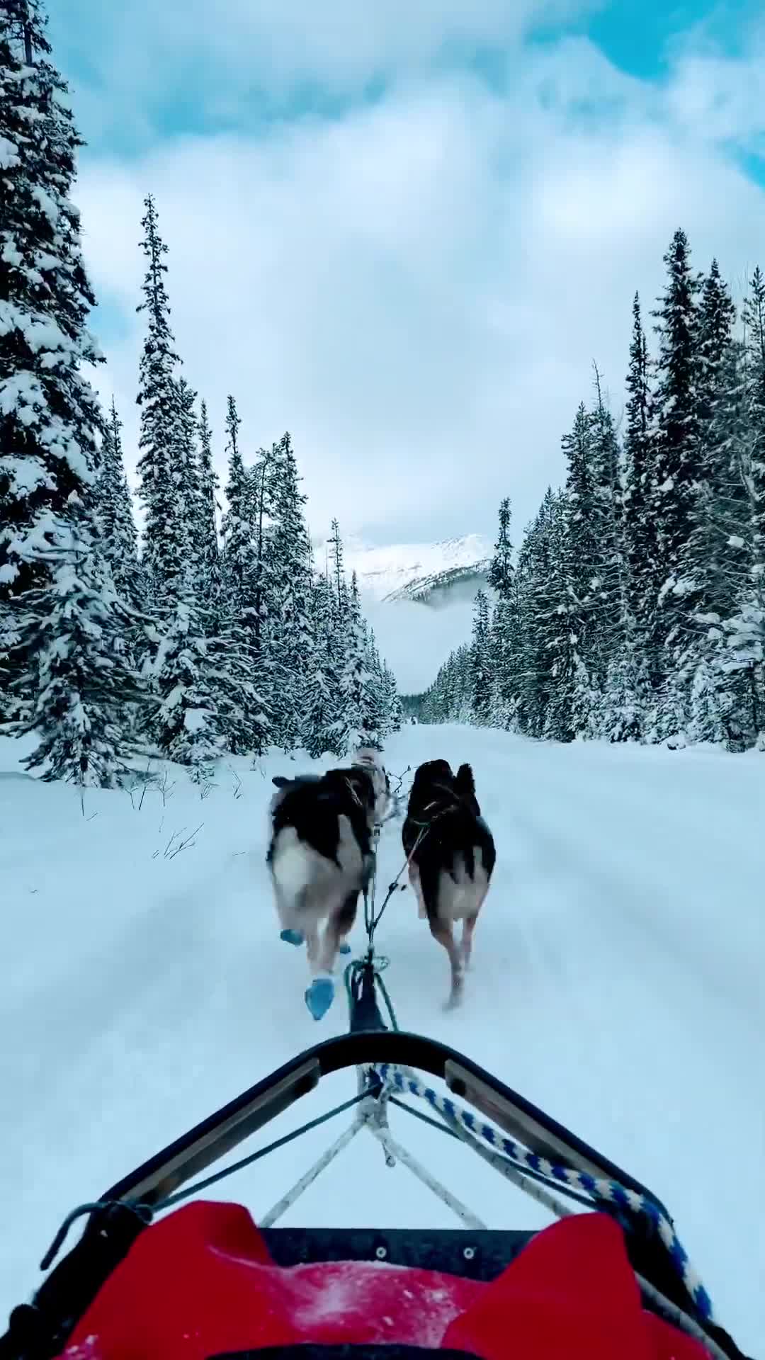 Dog sledding in Banff was unreal! Bucket list moment for sure ️😍 #shorts