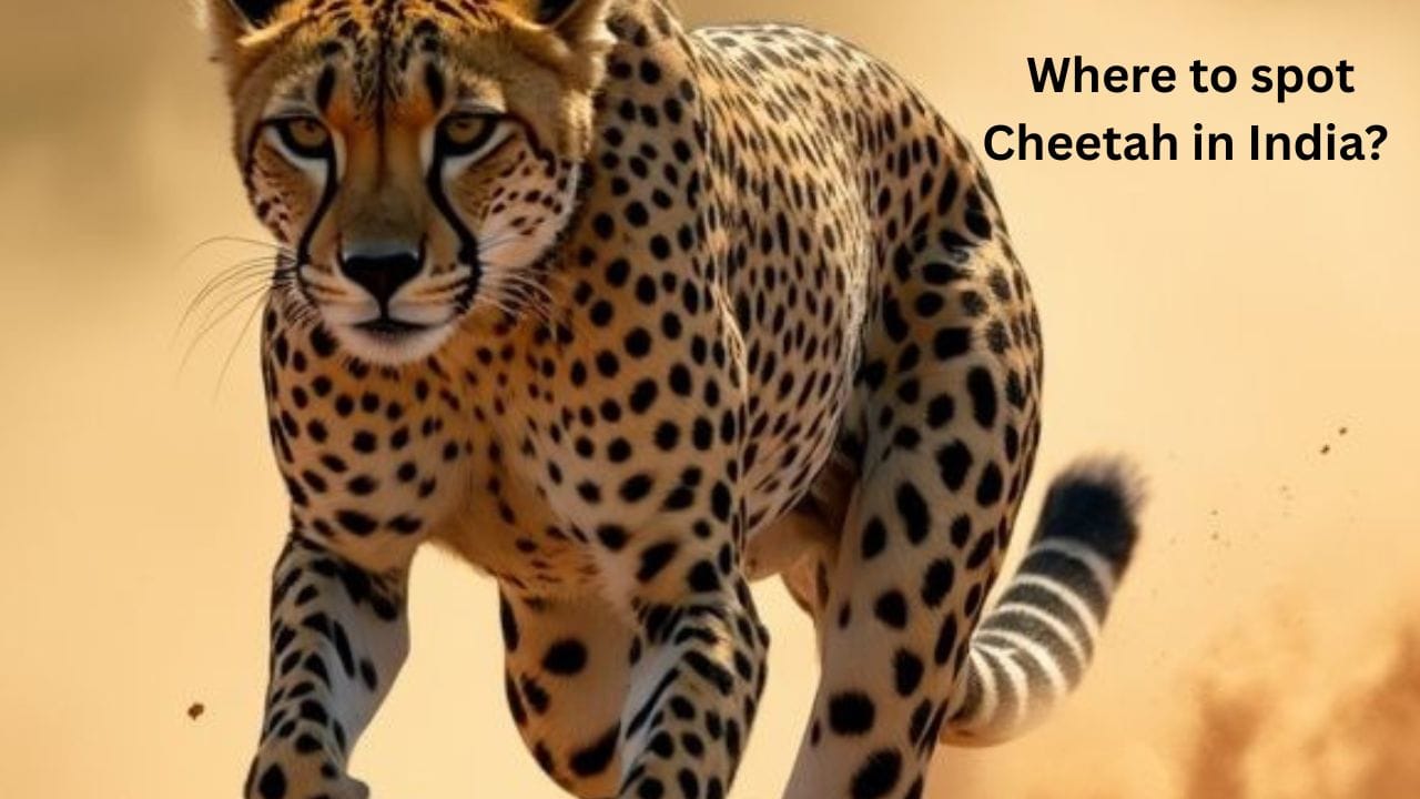 International Cheetah Day 2025: Top places in India to spot the beast