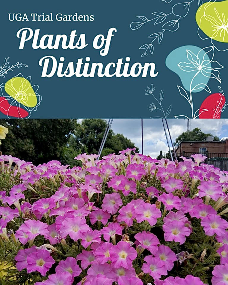 On gardening: Supertunia Mini Vista Pink Cloud is a plant of distinction