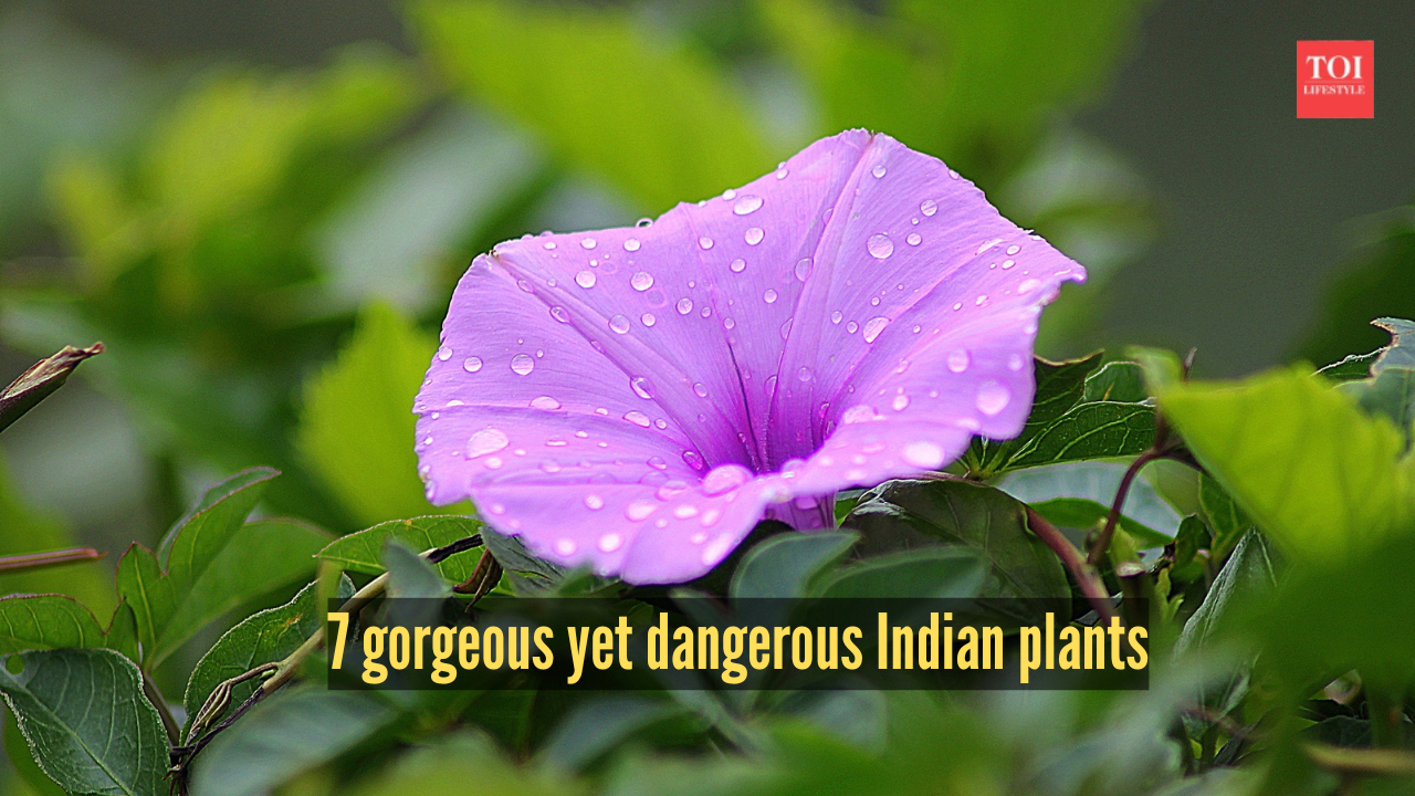 7 pretty plants that are actually invasive species silently destroying ...